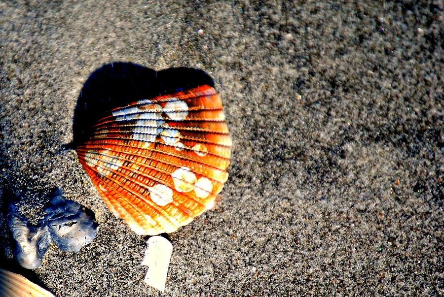 Sea Shell Photograph by Nicolas Lempesis | Fine Art America