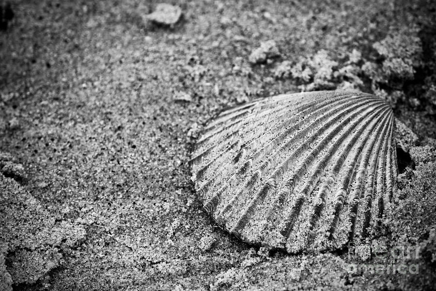 Sea Shell Photograph by Patrick Rodio - Fine Art America