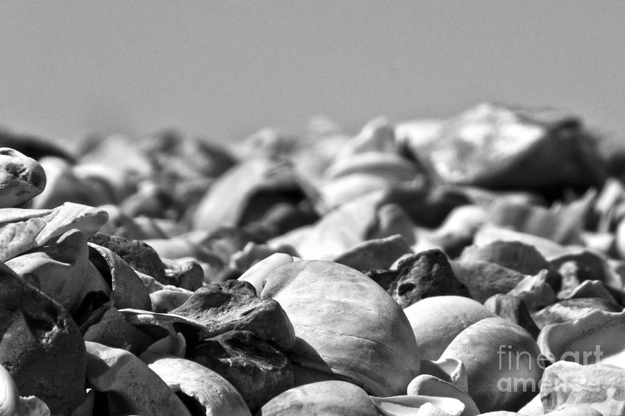 Sea Shells Photograph by John Basford - Fine Art America