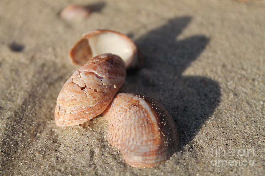 Sea Shells Photograph by John Doble - Fine Art America