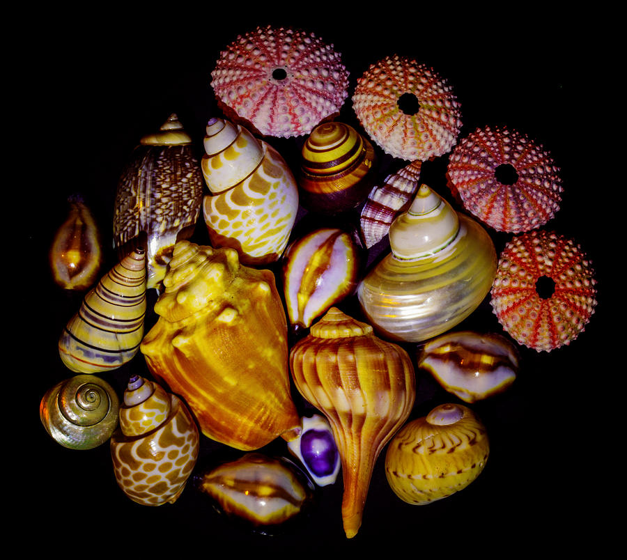 Sea Shells Photograph by Robert Storost - Fine Art America