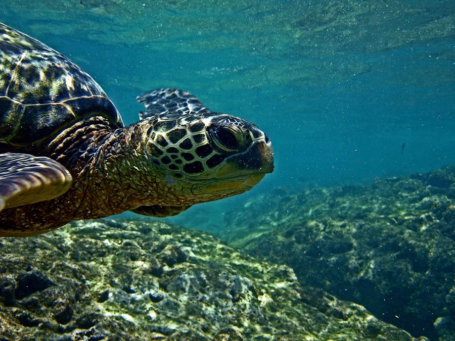 Sea Turtle Honu Photograph by Benjamin Gibson - Fine Art America