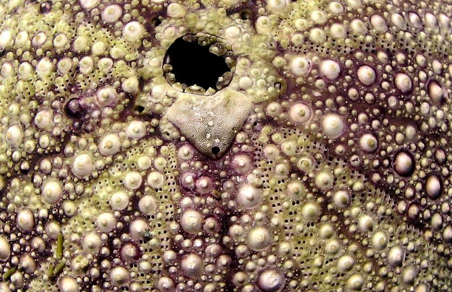 Sea Urchin Exoskeleton Closeup Photograph by Robin McLeod - Fine Art ...