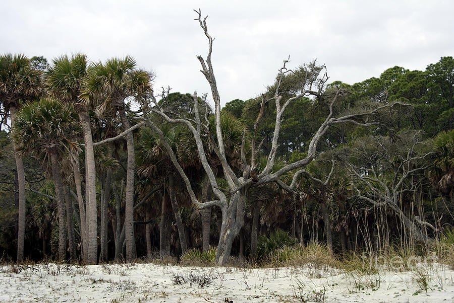 Sea Washed Oat Tree Photograph by Skip Willits - Fine Art America