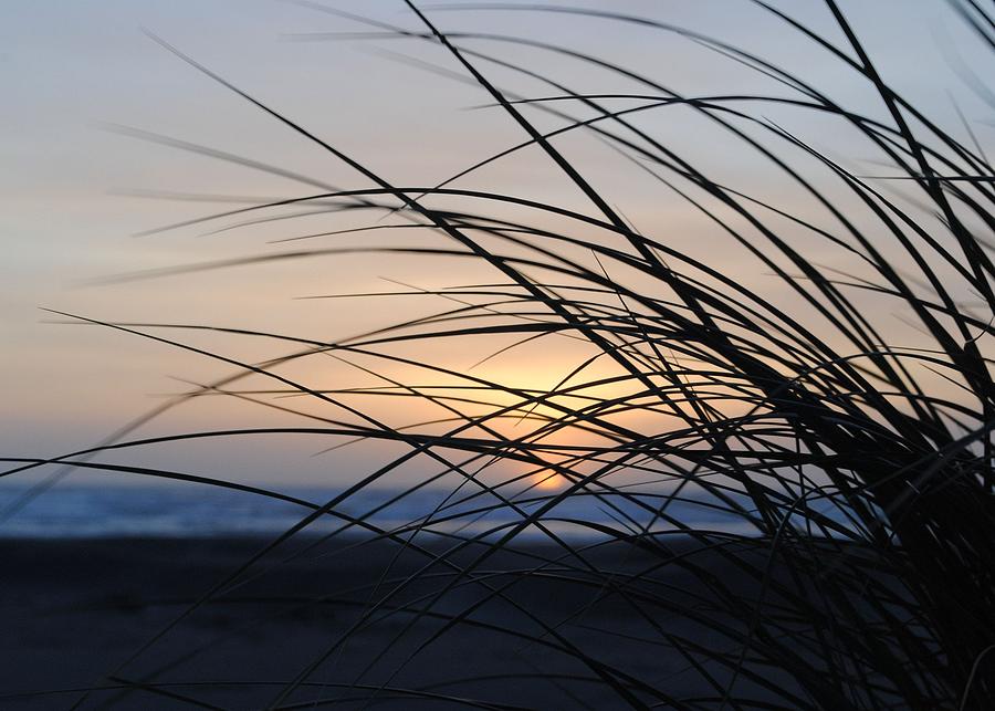 Seagrass Sunset Photograph by Jill Baum - Fine Art America