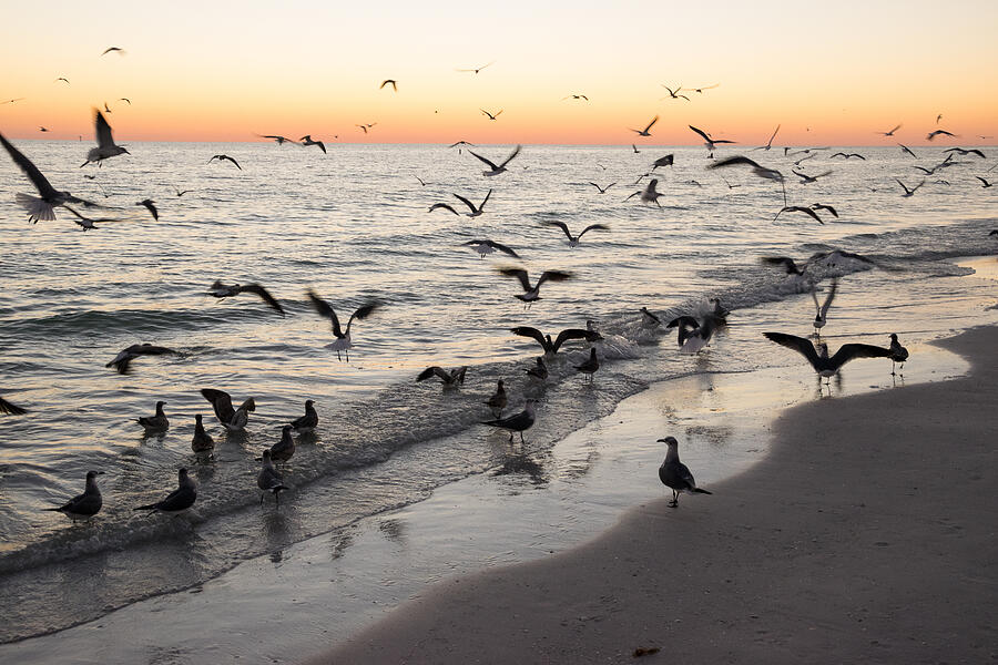 Seagulls Feasting Photograph by Robert VanDerWal - Fine Art America
