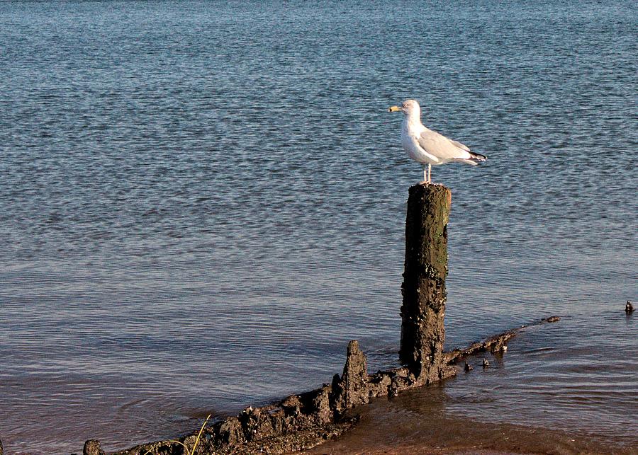Seagull Photograph by Robert McCulloch - Fine Art America