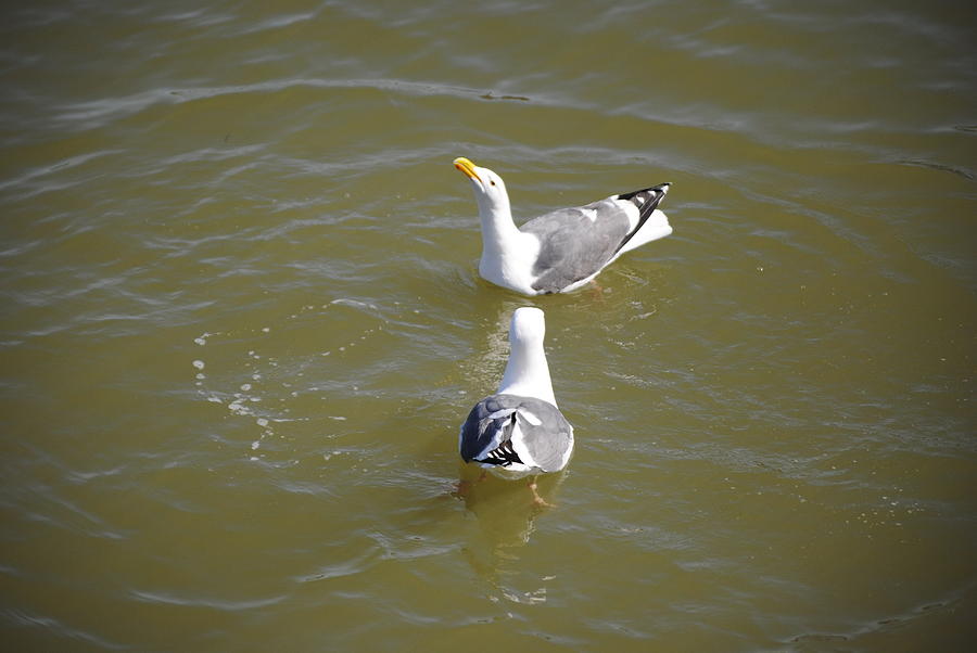 Seagulls at Play Photograph by Iris Rivera - Fine Art America