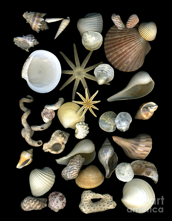 Seashell Collage Photograph by Dale Hoopingarner - Fine Art America