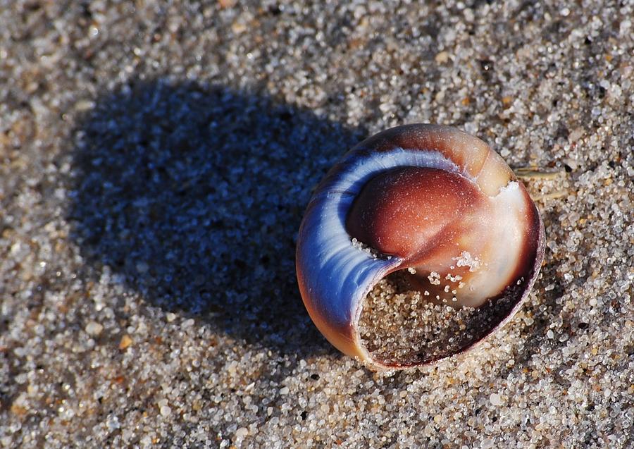 Seashell Photograph by Daniel Diaz - Pixels