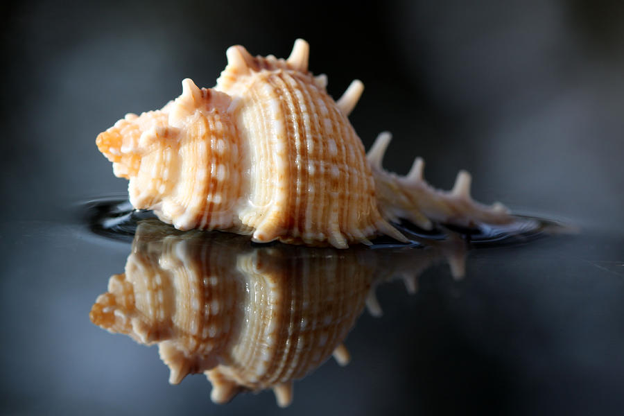 Seashell reflection Photograph by Barb Gabay - Fine Art America