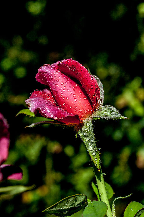 Seashell Rose Photograph by Ronald Hunt - Fine Art America