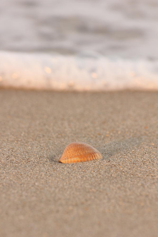 Seashell Photograph by Tim George - Fine Art America