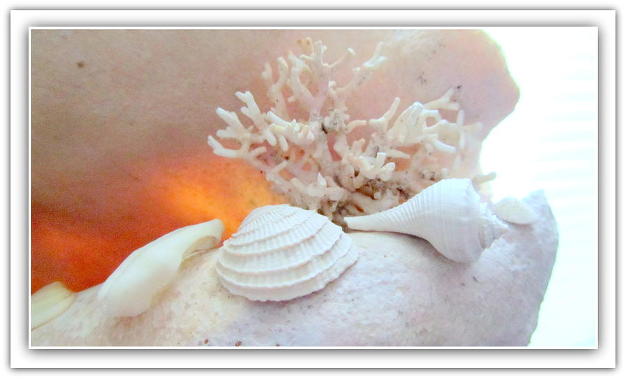 Seashells Study 3 Photograph by Danielle Parent - Fine Art America