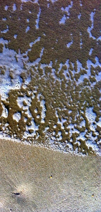 Seashore Photograph by Bill Rush - Fine Art America
