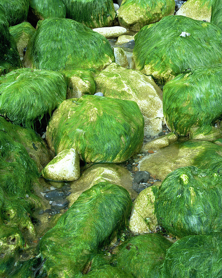 Seaweed Photograph by Martin Bond/science Photo Library - Pixels