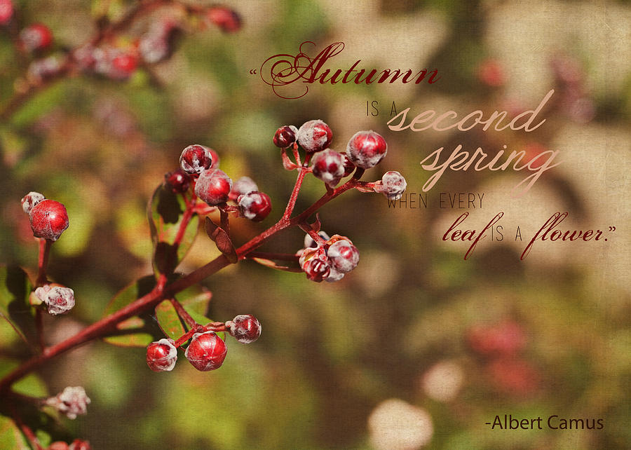 Second Spring Photograph by Karie Lee - Fine Art America