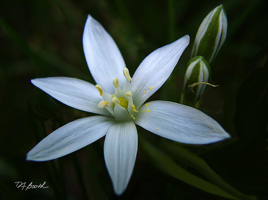 Second Star Photograph by Different Light Studio - Fine Art America