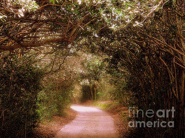 Secret Path Photograph by Drew Jonathan - Fine Art America