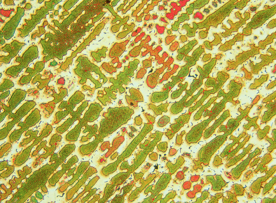 Section Of Bronze Photograph by Astrid & Hanns-frieder Michler/science Photo Library - Pixels