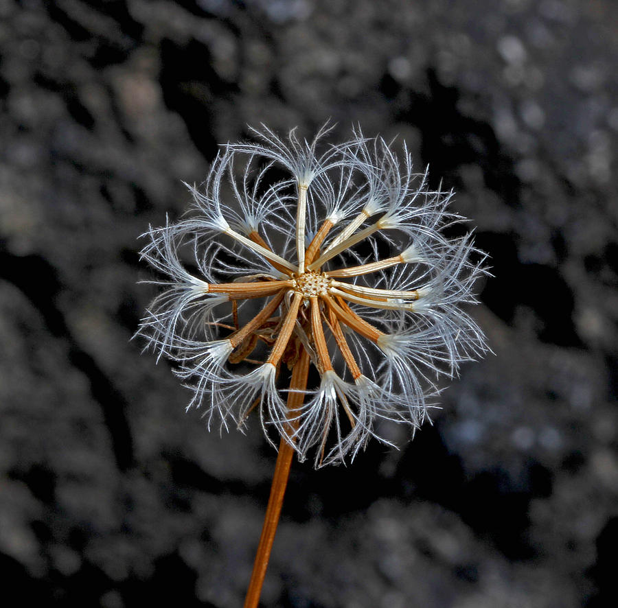 Seed Head Photograph by Gary Wing - Fine Art America