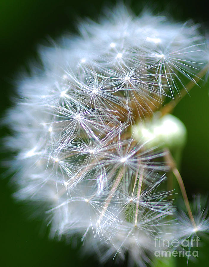 Seed Head Photograph by Optical Playground By MP Ray - Fine Art America