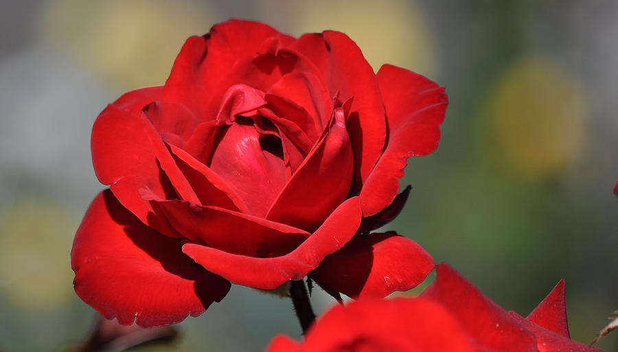 Seeing Red Photograph by Robyn Webber - Fine Art America