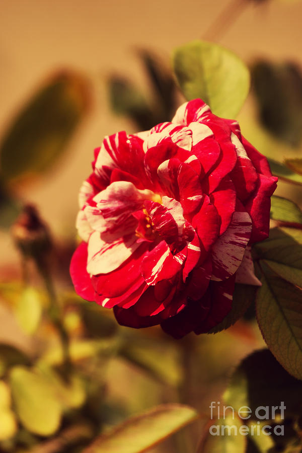 Selenium Rose Photograph by Douglas Barnard - Fine Art America