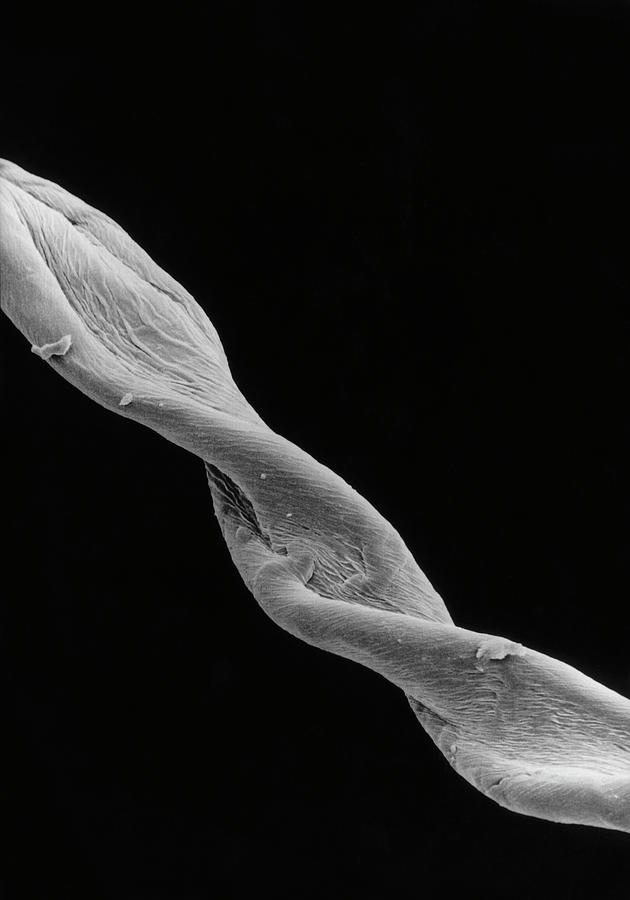 Sem Of Single Cotton Fibre by Science Photo Library