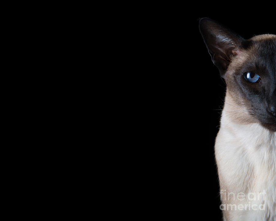 Semi Siamese Photograph by Rebecca Tregear - Pixels Semi Siamese Photograph by Rebecca Tregear - Pixels