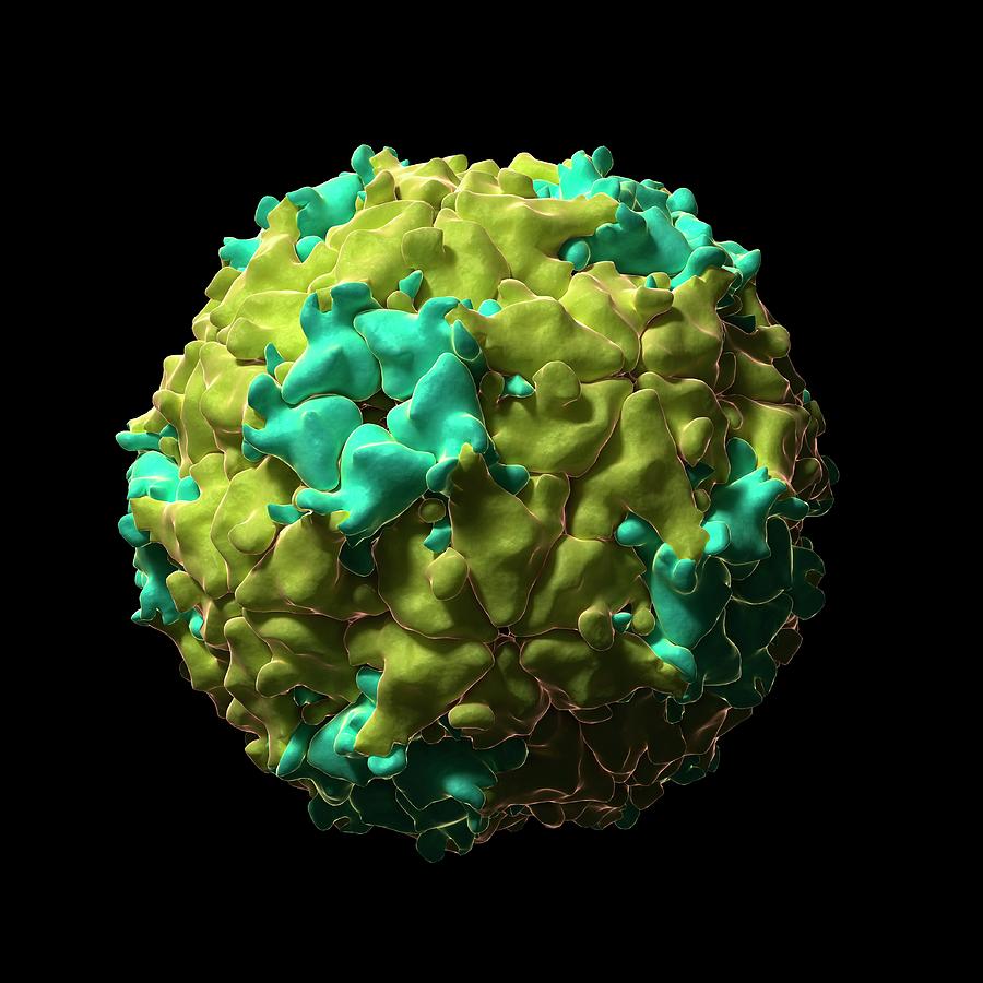 Seneca Valley Virus Particle Photograph by Sciepro/science Photo Library - Pixels