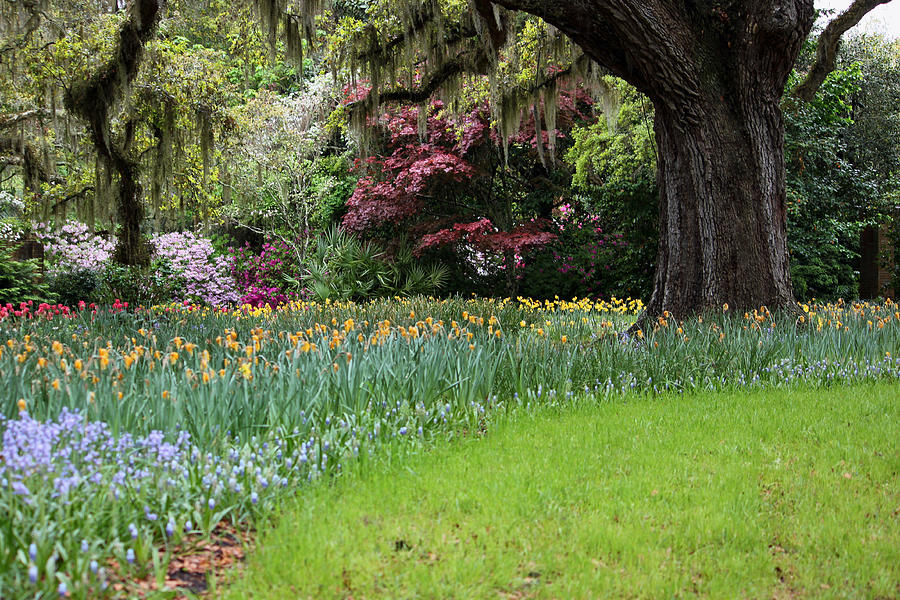 Sensational Springtime II Photograph by Suzanne Gaff - Fine Art America