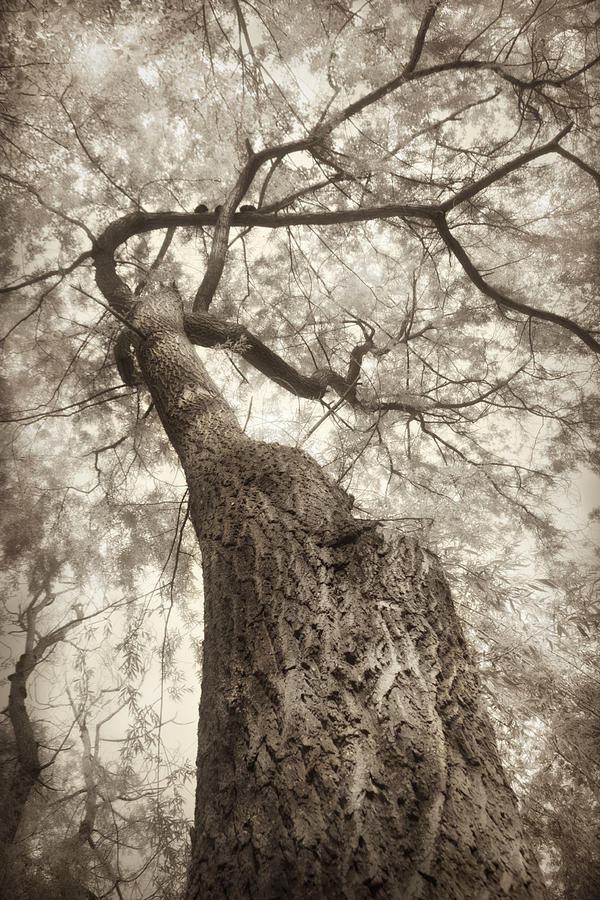 Sepia tree Photograph by Peter Fodor | Fine Art America