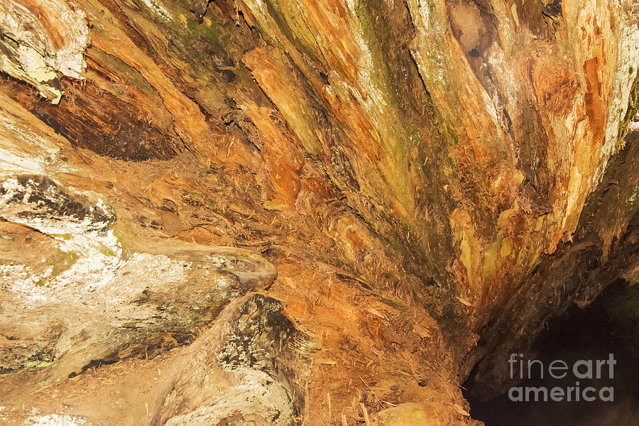 Sequoia Root System Photograph by Bob Phillips - Fine Art America