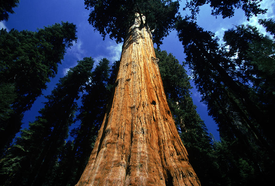 Sequoia Tree Photograph by Peter Essick - Fine Art America