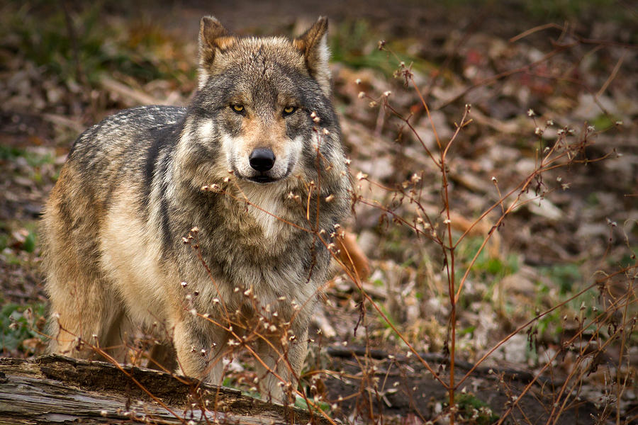 Seriously Photograph by Scott Denny - Fine Art America