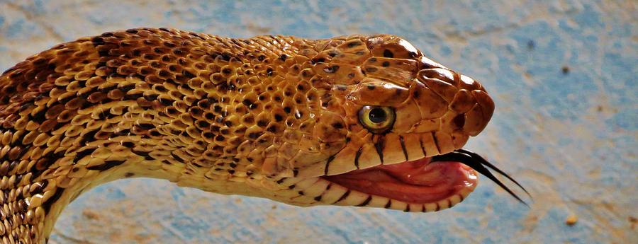 Serpiente Photograph by William Easter - Fine Art America