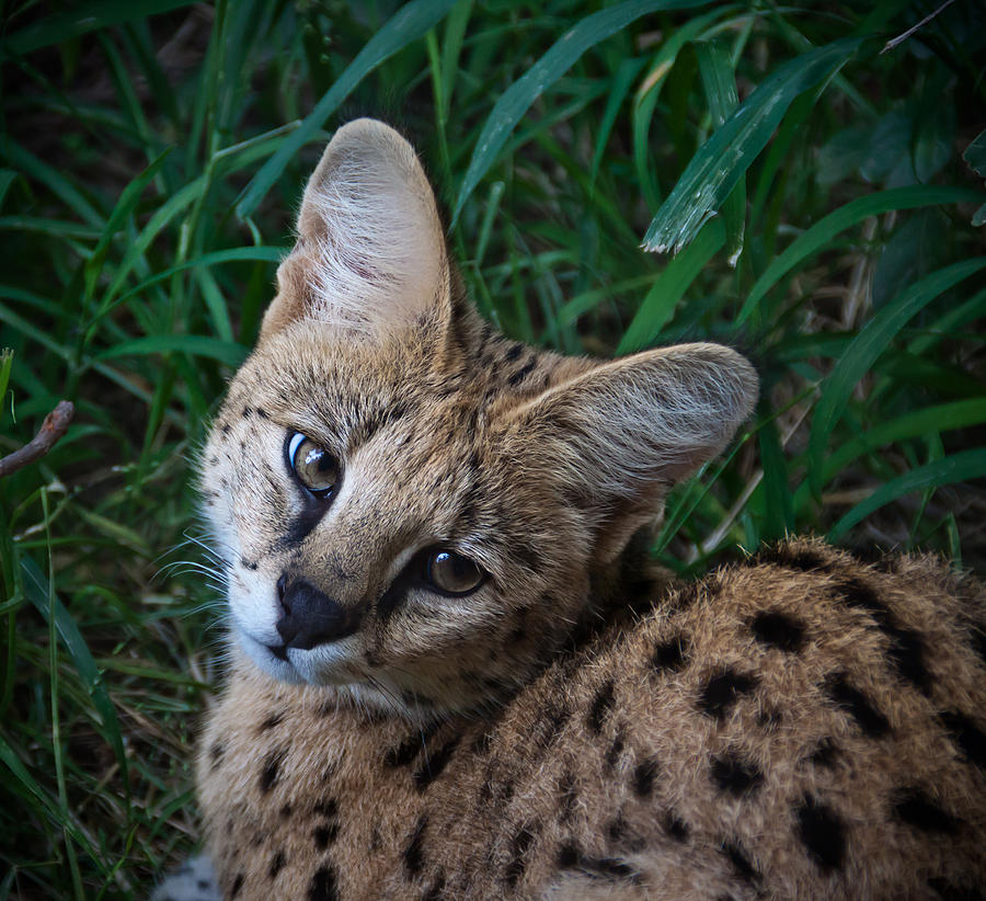 Serval Photograph by Kathy Hutchings - Fine Art America Serval Photograph by Kathy Hutchings - Fine Art America