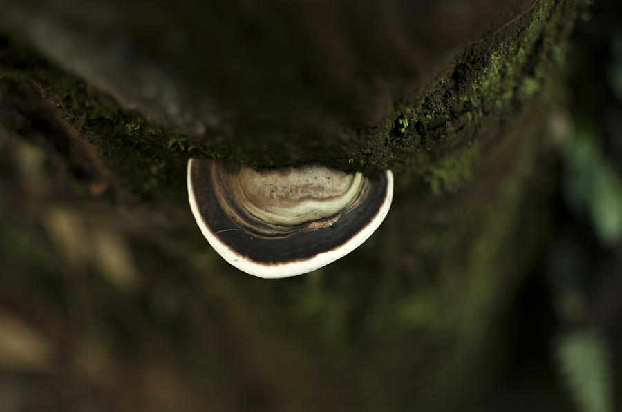 Seta Photograph by Alejandro Garces - Fine Art America