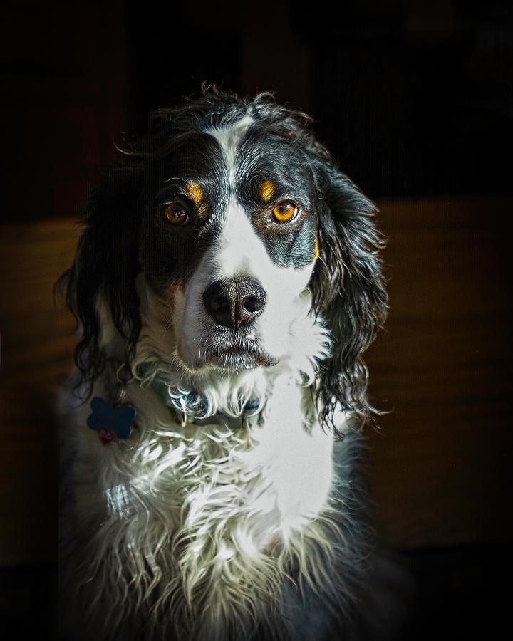 Setter in contrast Photograph by Andrew Lawlor - Fine Art America