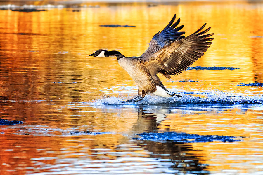 Setting Down at Sunset Photograph by John Williams - Fine Art America