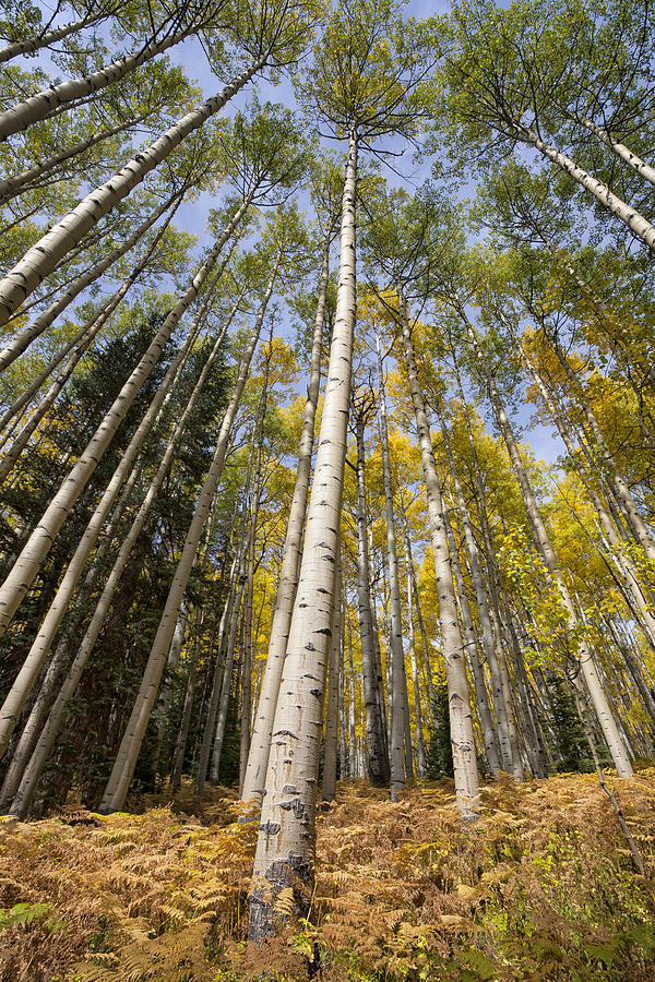 Seuss Trees Too Photograph by Morris McClung - Pixels Merch