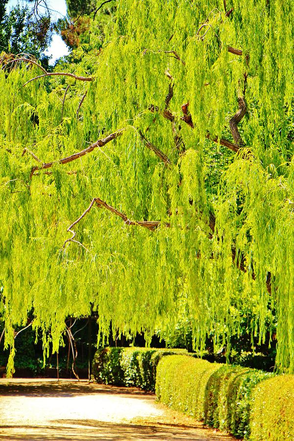 Shade Tree Photograph by Christopher Hoffman - Fine Art America