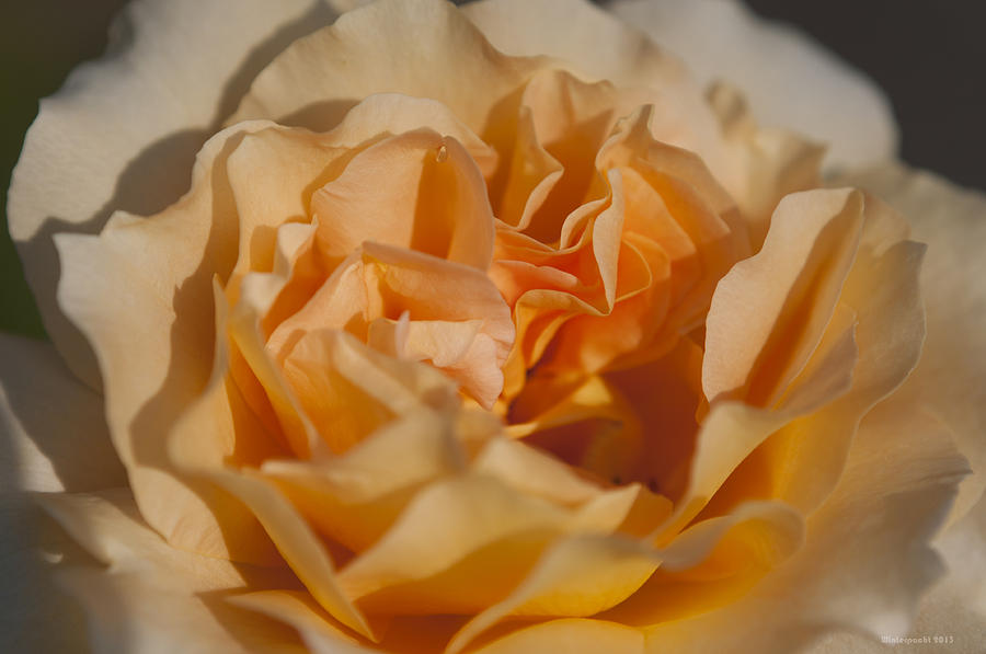 Shades of Summer Photograph by Miguel Winterpacht - Fine Art America