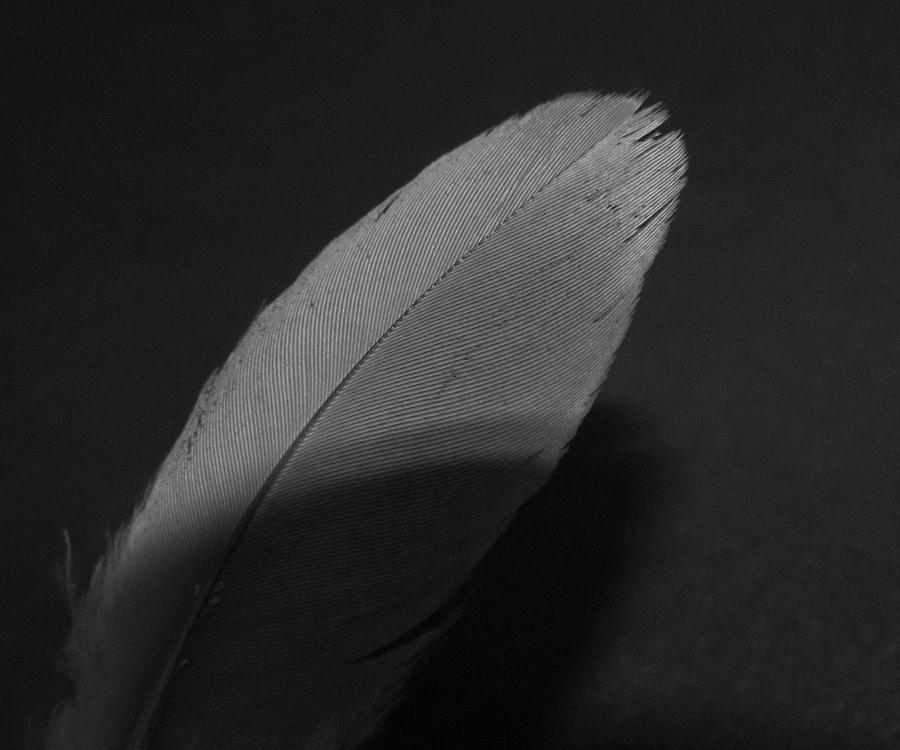 Shadow Feather Photograph by David Bishop - Fine Art America