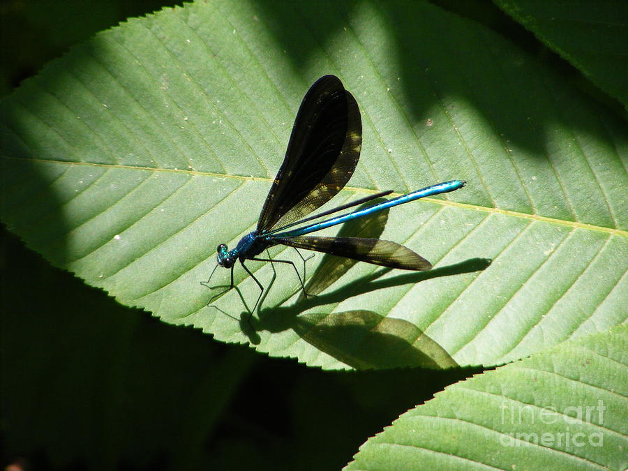 Shadow Fly Photograph by Melissa Lightner - Fine Art America