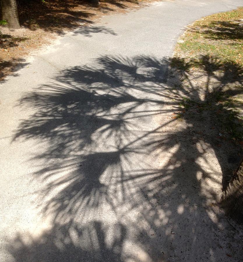 Shadow Palm Photograph by Terry Cobb - Fine Art America