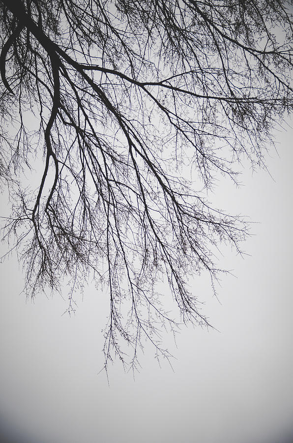 Shadow Tree I Photograph by Quinton Hurst - Pixels