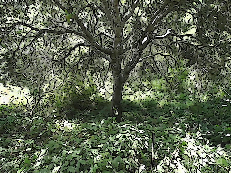 Shadow Tree Photograph by Phil Campanella - Fine Art America Shadow Tree Photograph by Phil Campanella - Fine Art America