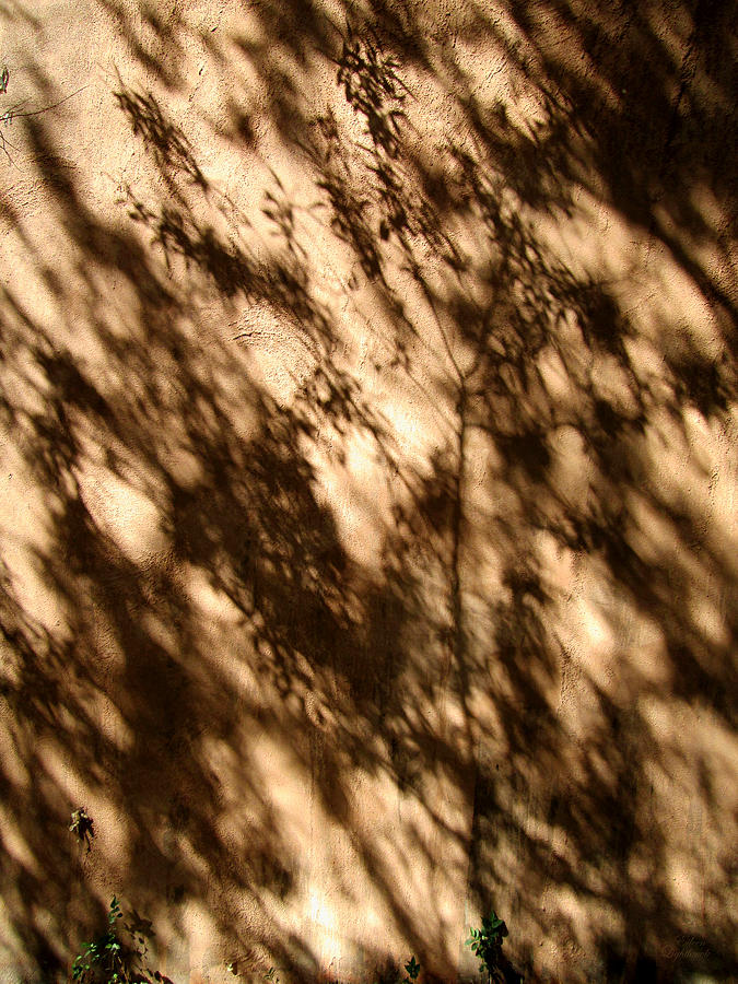 Shadow Trees Photograph by Eileen Lighthawk - Fine Art America